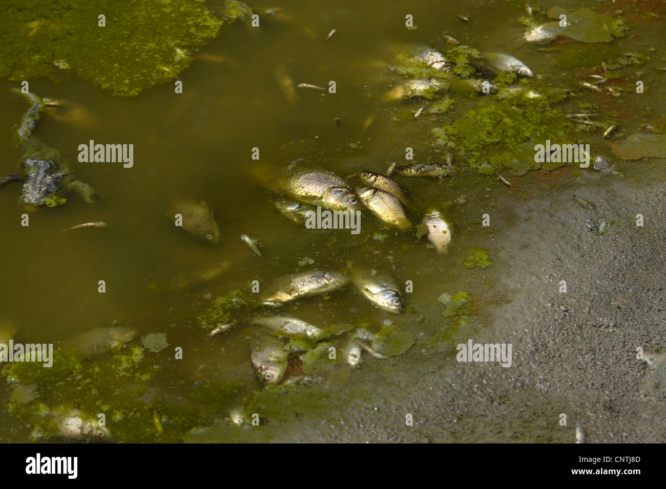 Dead fish pollution west hi-res stock photography and images - Alamy