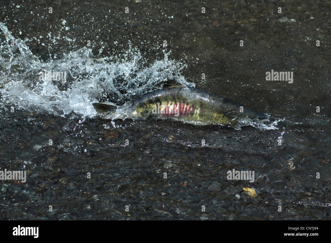 chum salmon (Oncorhynchus keta), swimming upstream to the spawning ...