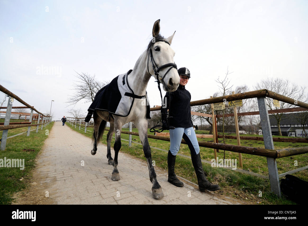 Andalusian horse (Equus przewalskii f. caballus), girl going with horse ...