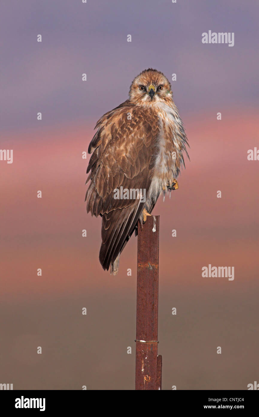 long-legged buzzard (Buteo rufinus), sitting on a viewpoint, Morocco ...