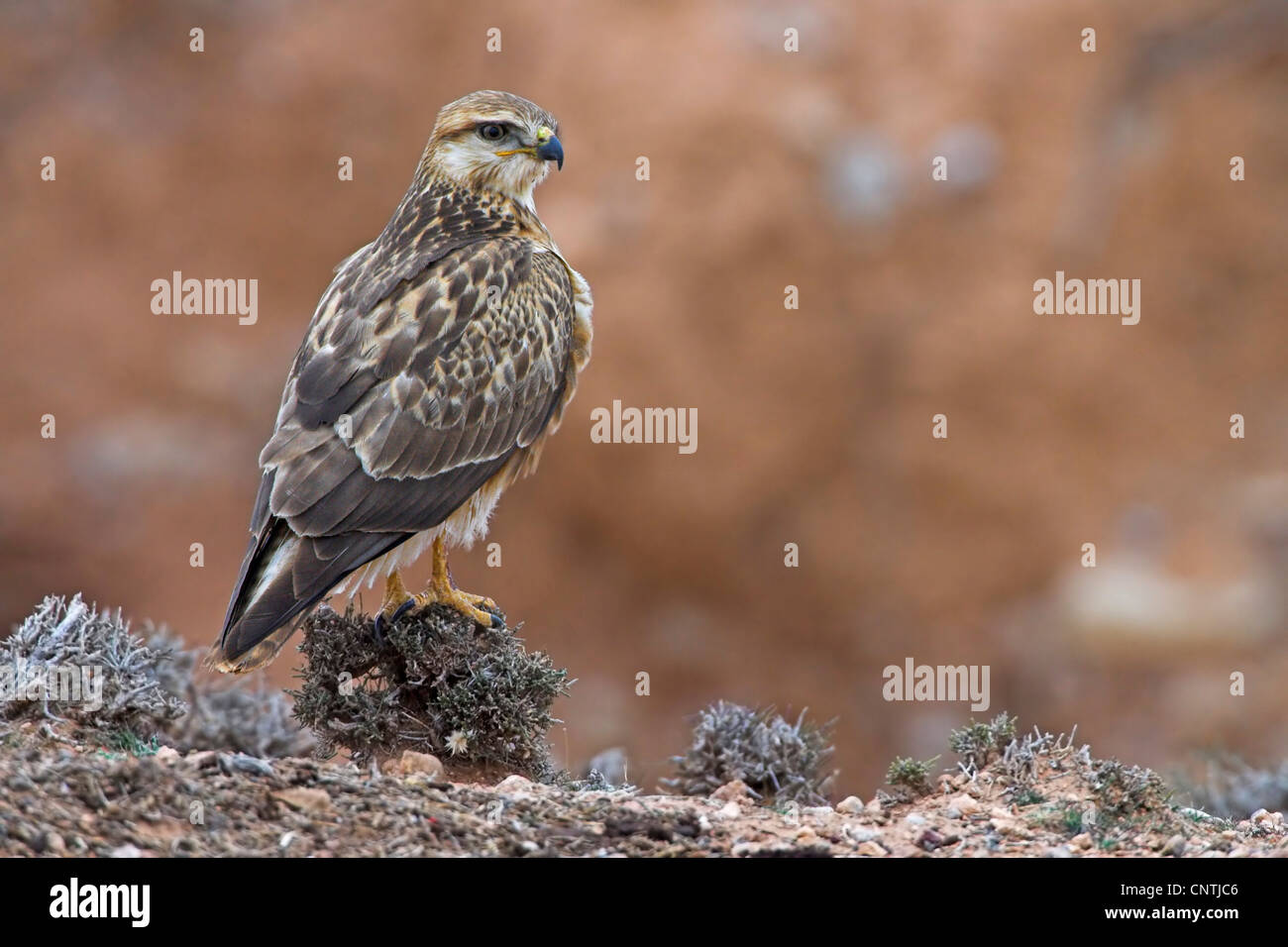long-legged buzzard (Buteo rufinus), sitting on batch of moss on the ...