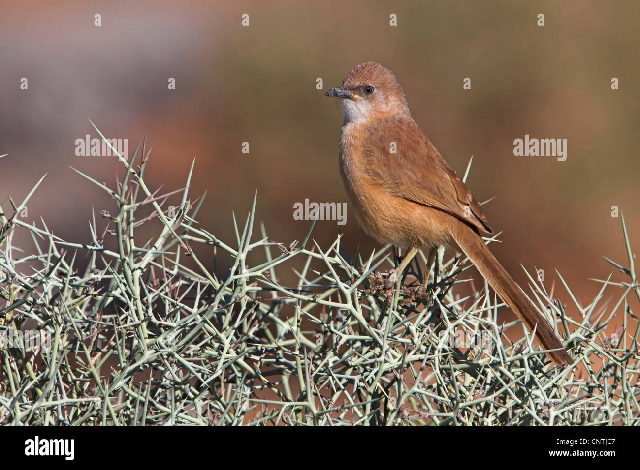 fulvous babbler (Turdoides fulvus), sitting on a bush of thorns ...