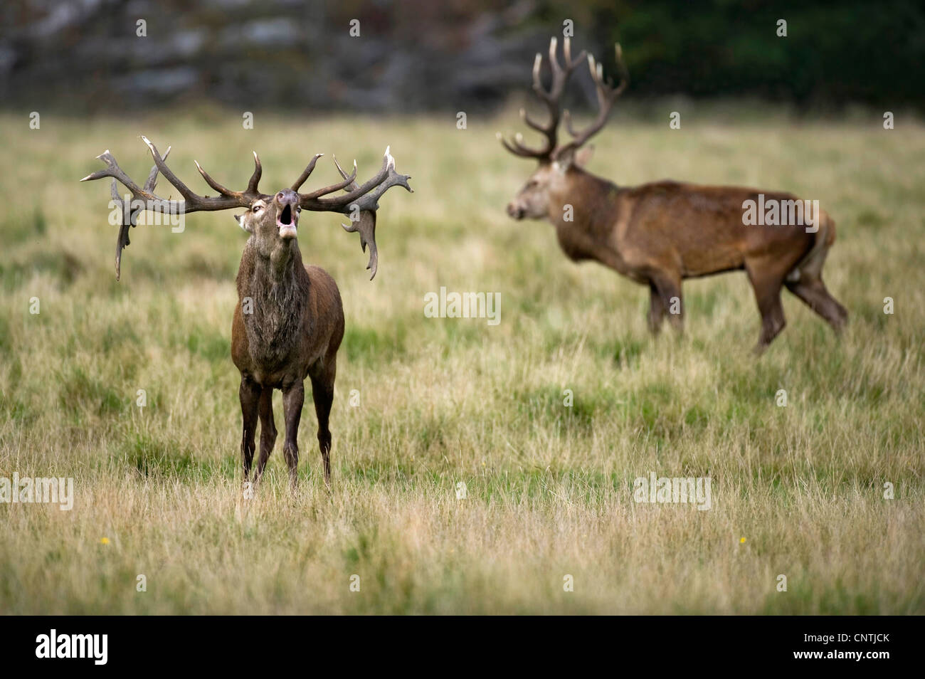red deer (Cervus elaphus), two bulls on a clearing, Denmark Stock Photo ...