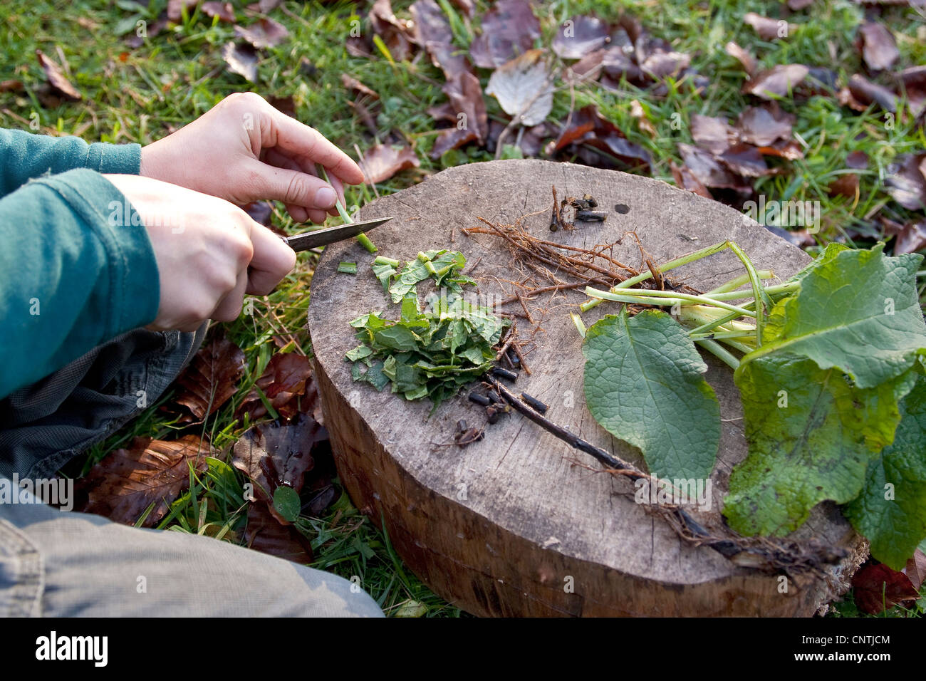 Common comfrey symphytum officinale hi-res stock photography and images ...
