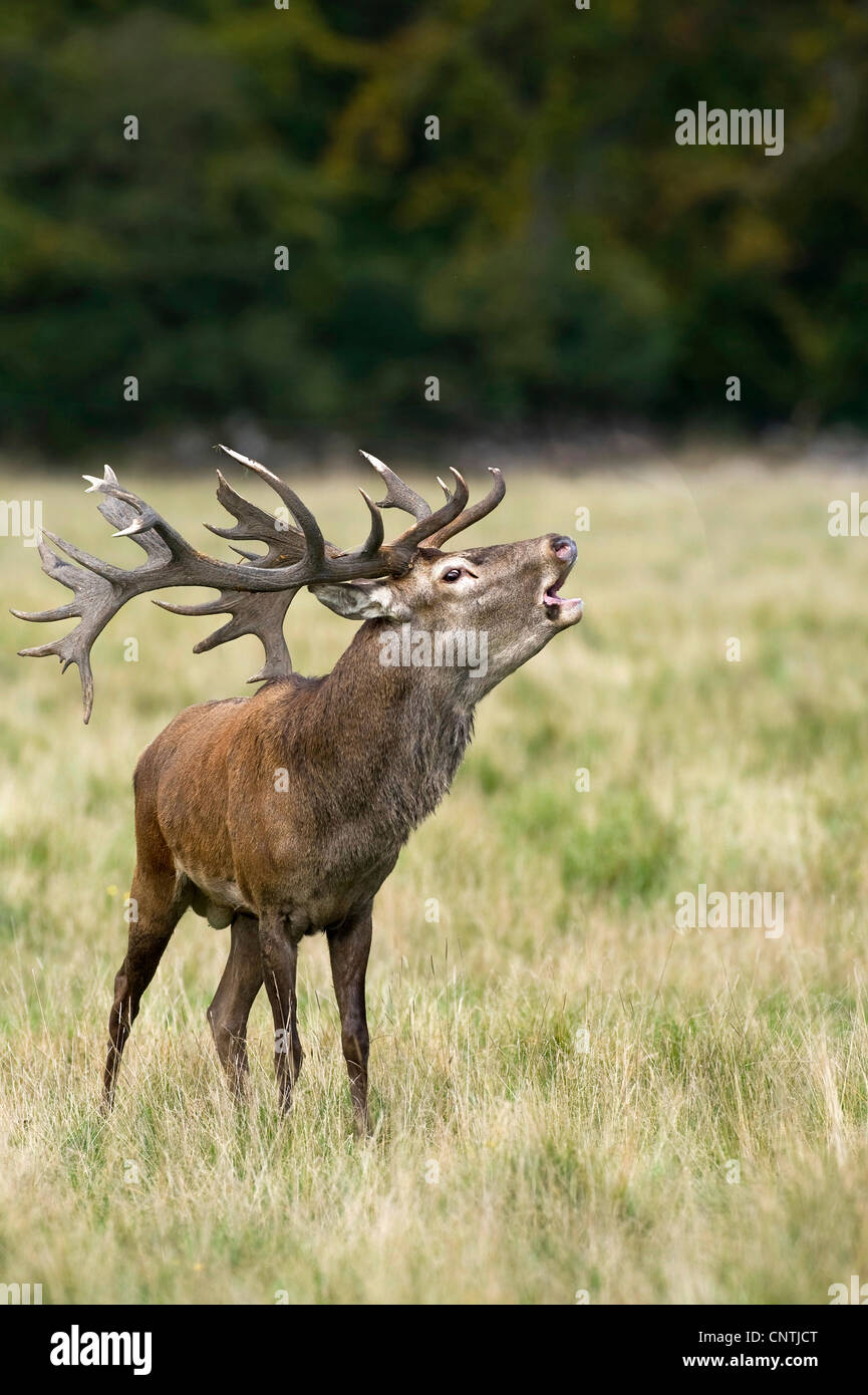 Bull bells hi-res stock photography and images - Alamy