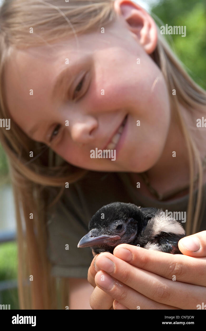 Baby magpie hi-res stock photography and images - Alamy