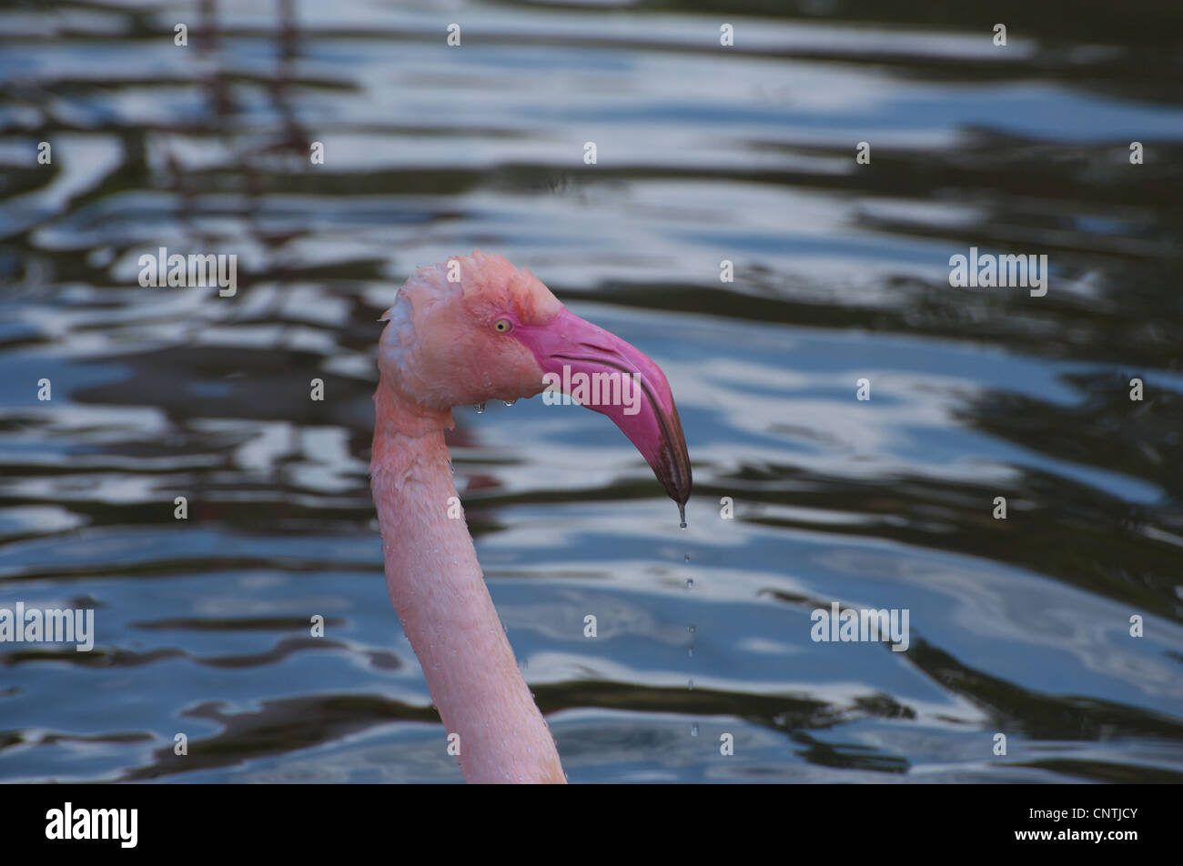 Flamingo head before water Stock Photo - Alamy