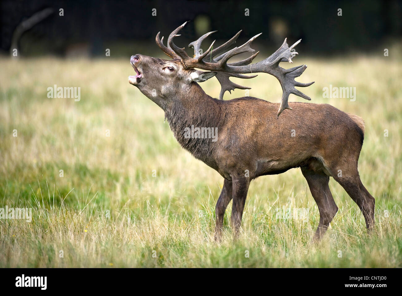Bull roaring hi-res stock photography and images - Alamy