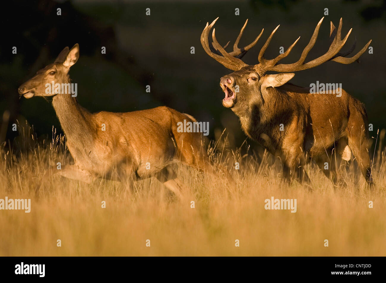 Two running deer hi-res stock photography and images - Alamy