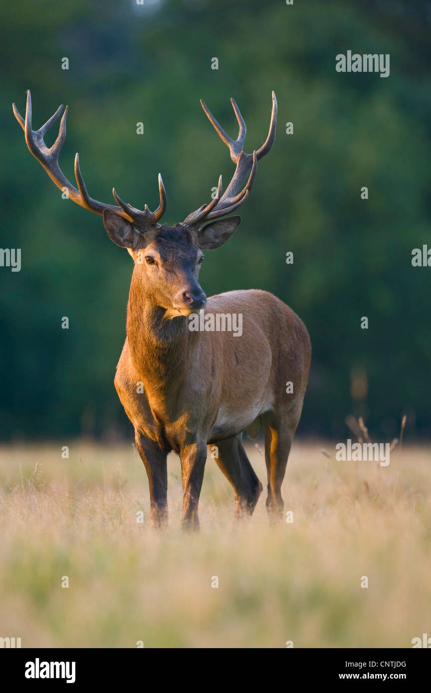 Bull deer hi-res stock photography and images - Alamy