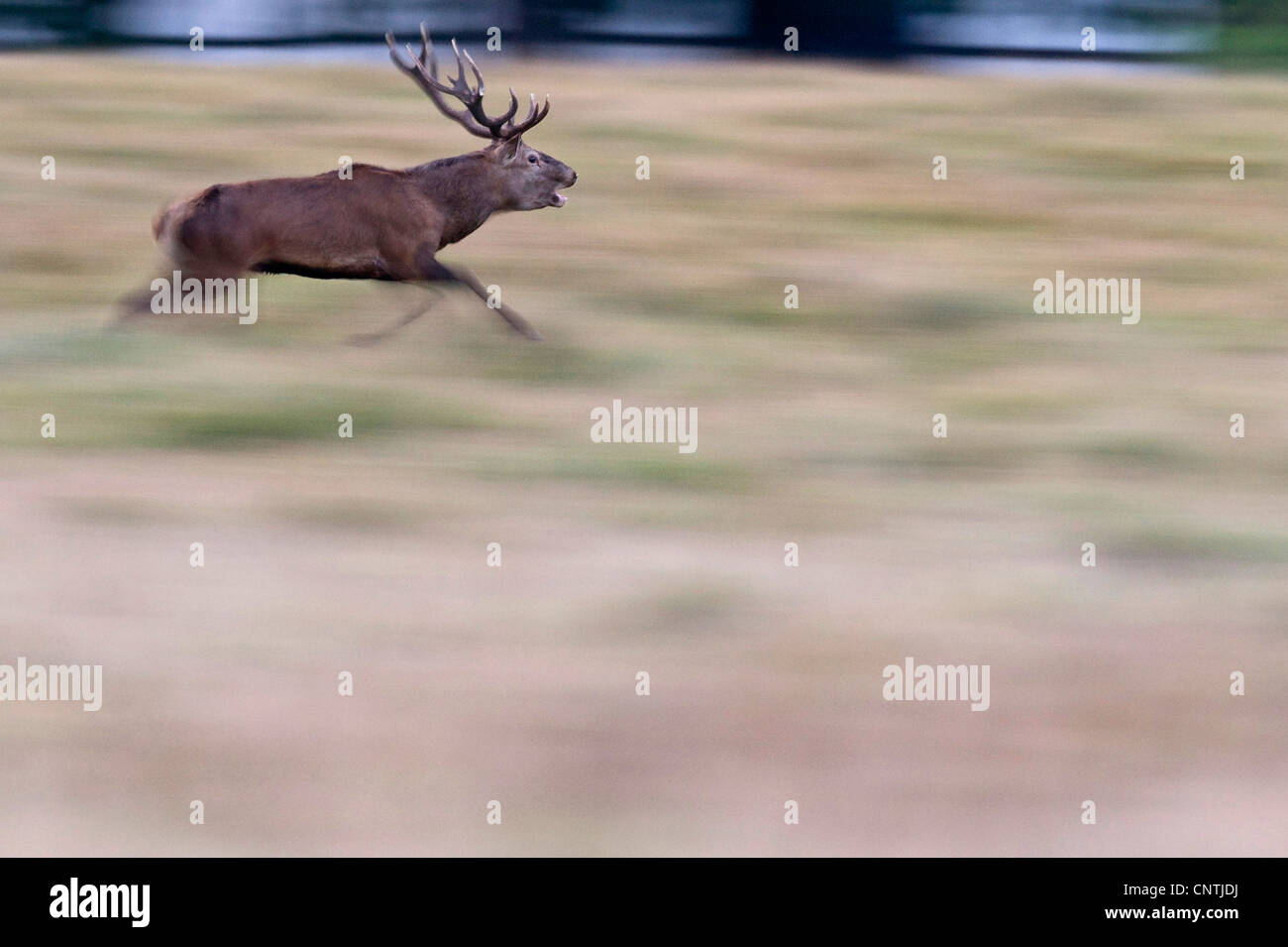 Red bull competition hi-res stock photography and images - Alamy