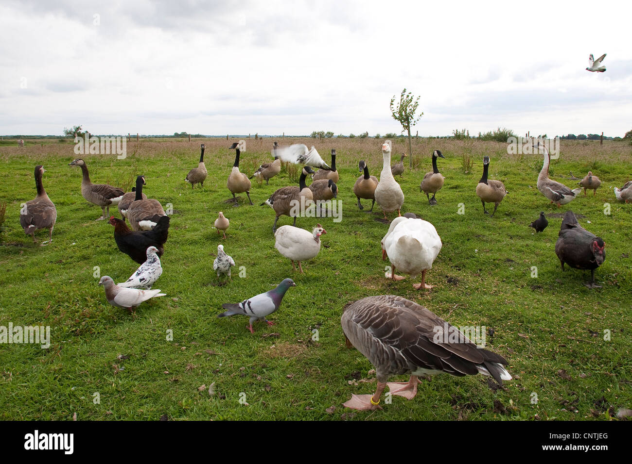 different geese in a meadow: Canada geese, greylag geese, crossbreeds ...