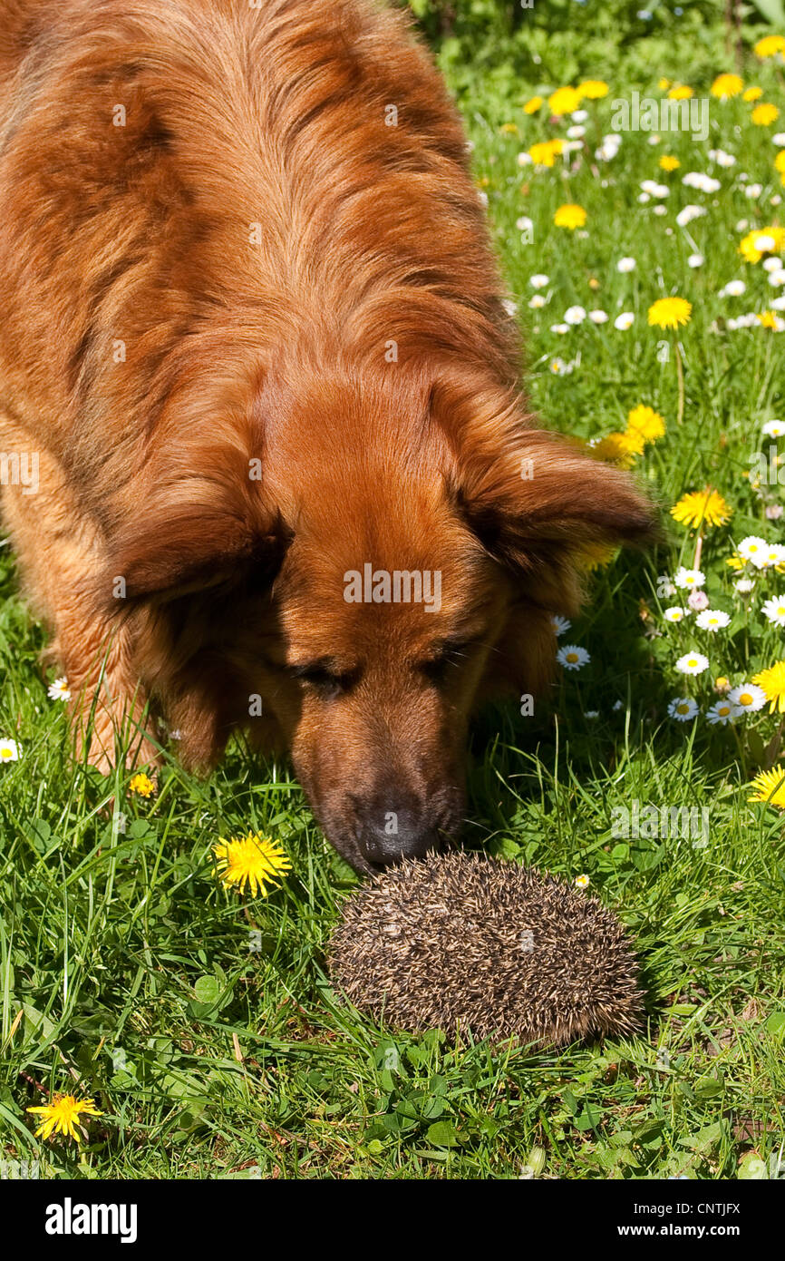 Hedgehog And Dog