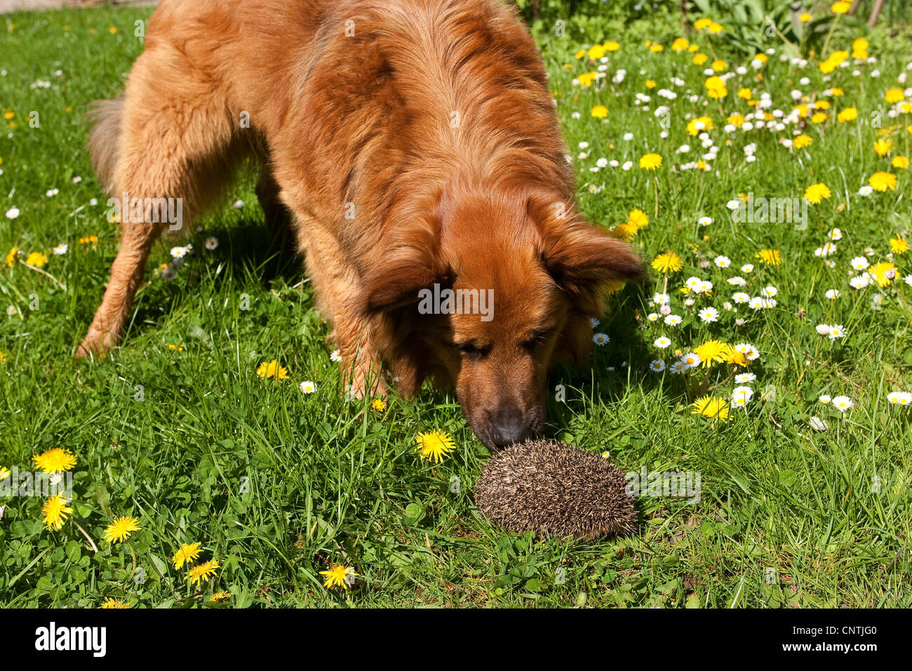 Western hedgehog, European hedgehog (Erinaceus europaeus), dog and ...