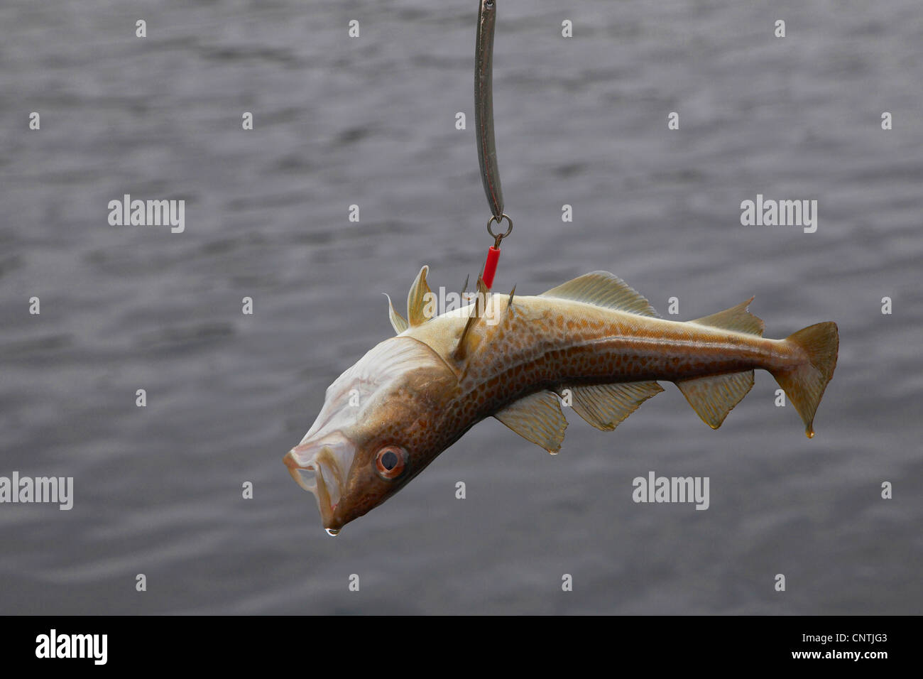 cod, Atlantic cod, codling (Gadus morhua), at fish hook, Norway ...