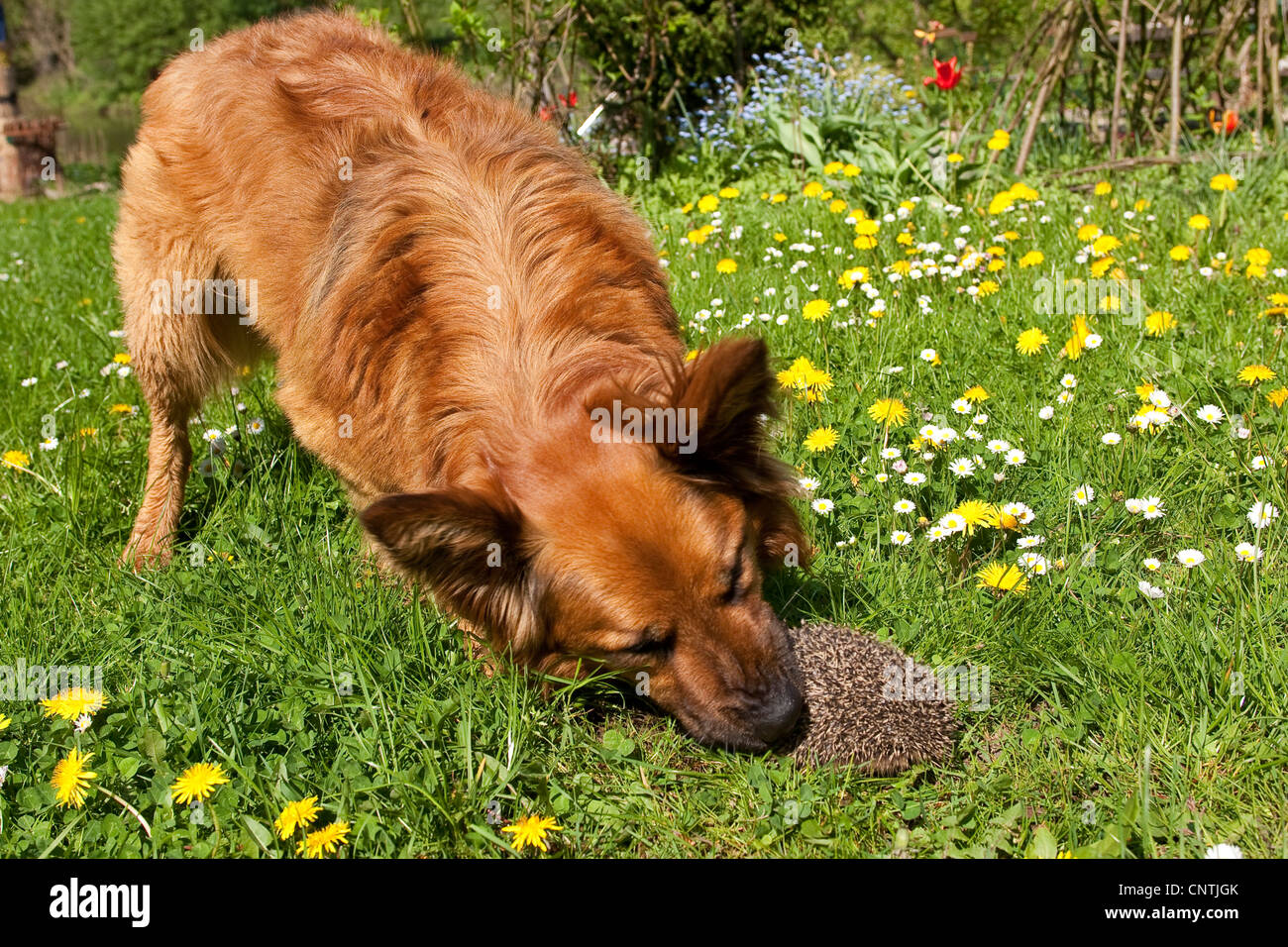 Western hedgehog, European hedgehog (Erinaceus europaeus), dog and ...