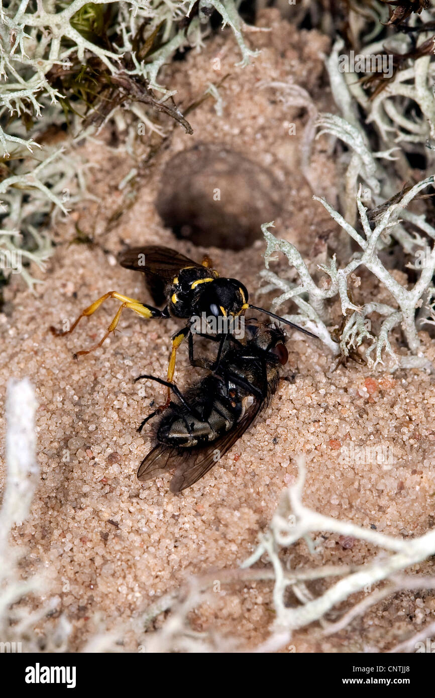 Fly hunting digger wasp hi-res stock photography and images - Alamy