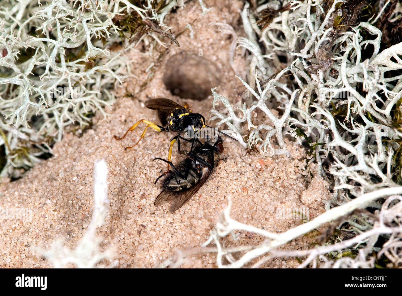 field digger wasp (Mellinus arvensis), with a caught fly at the ...