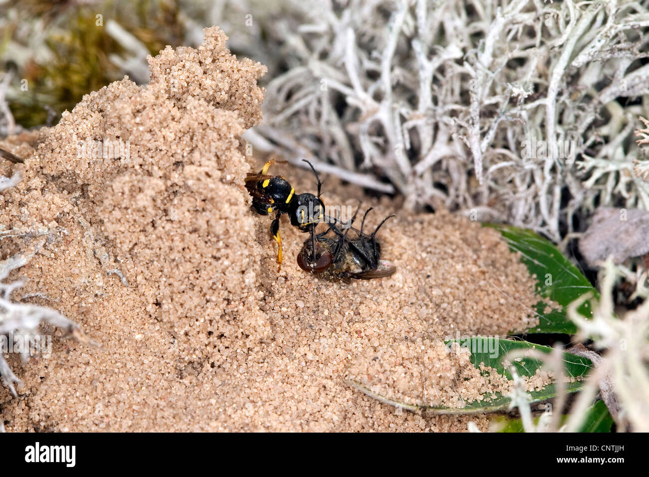 field digger wasp (Mellinus arvensis), drawing a caught fly into the ...