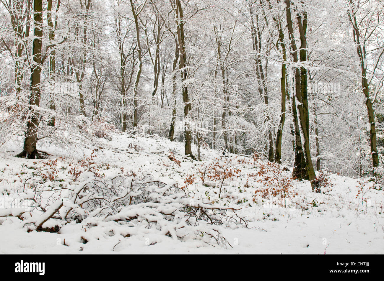 forest in winter, Germany, North Rhine-Westphalia Stock Photo - Alamy