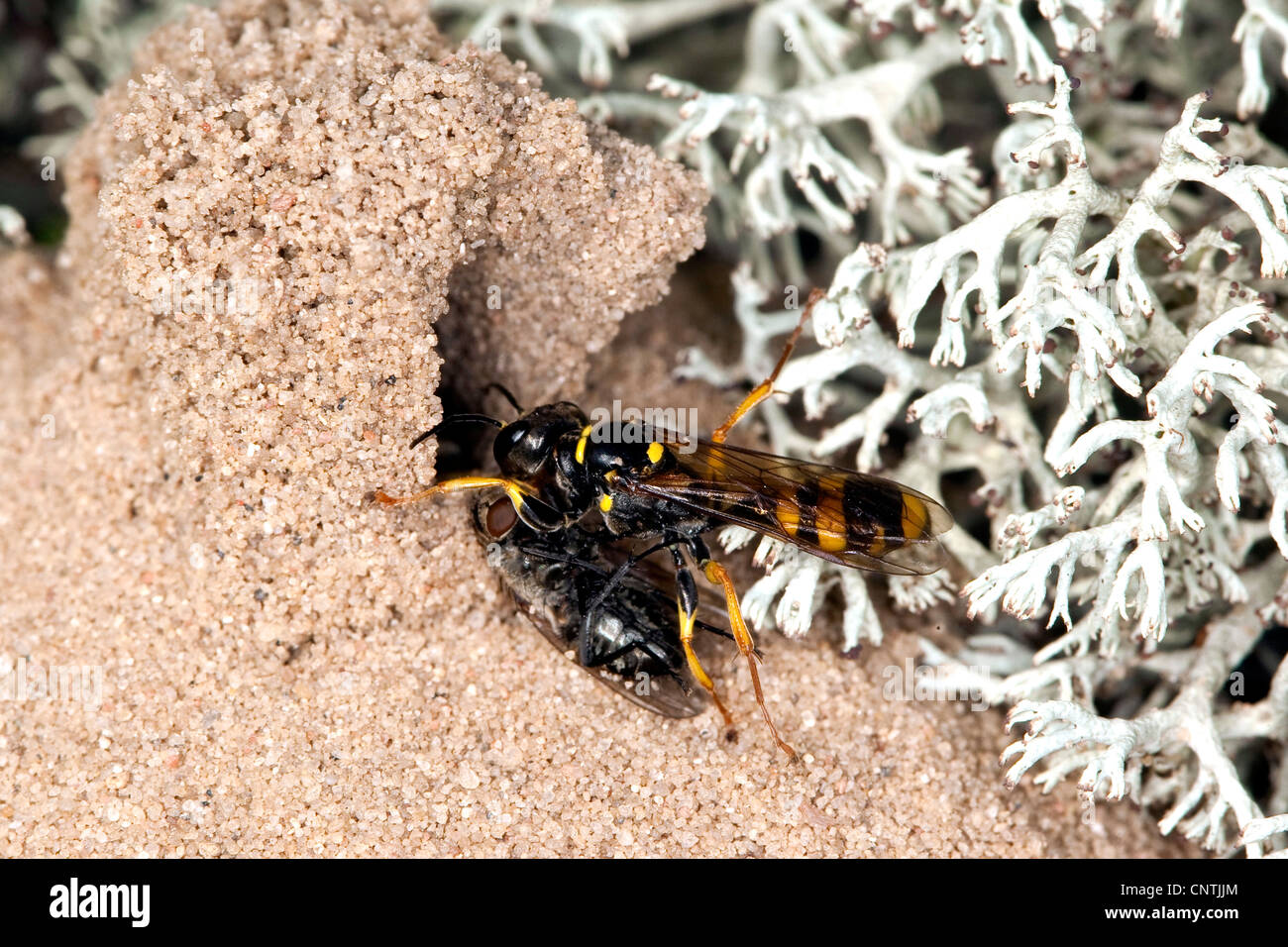 field digger wasp (Mellinus arvensis), carrying a caught fly into the ...