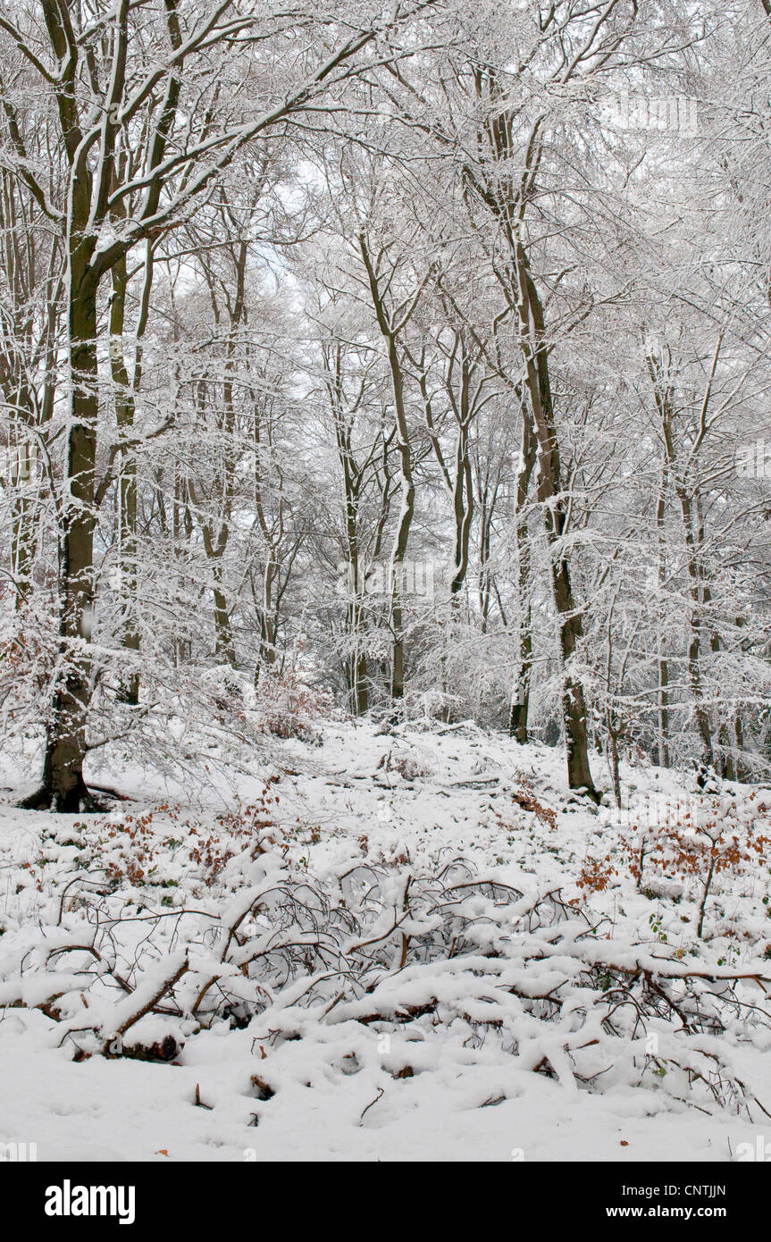 forest in winter, Germany, North Rhine-Westphalia Stock Photo - Alamy