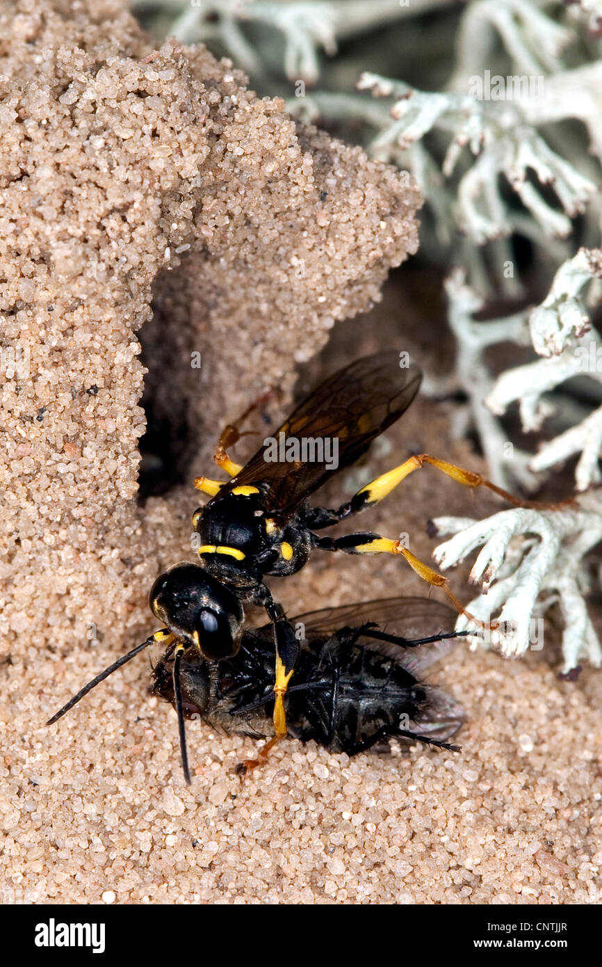 field digger wasp (Mellinus arvensis), carrying a caught fly into the ...