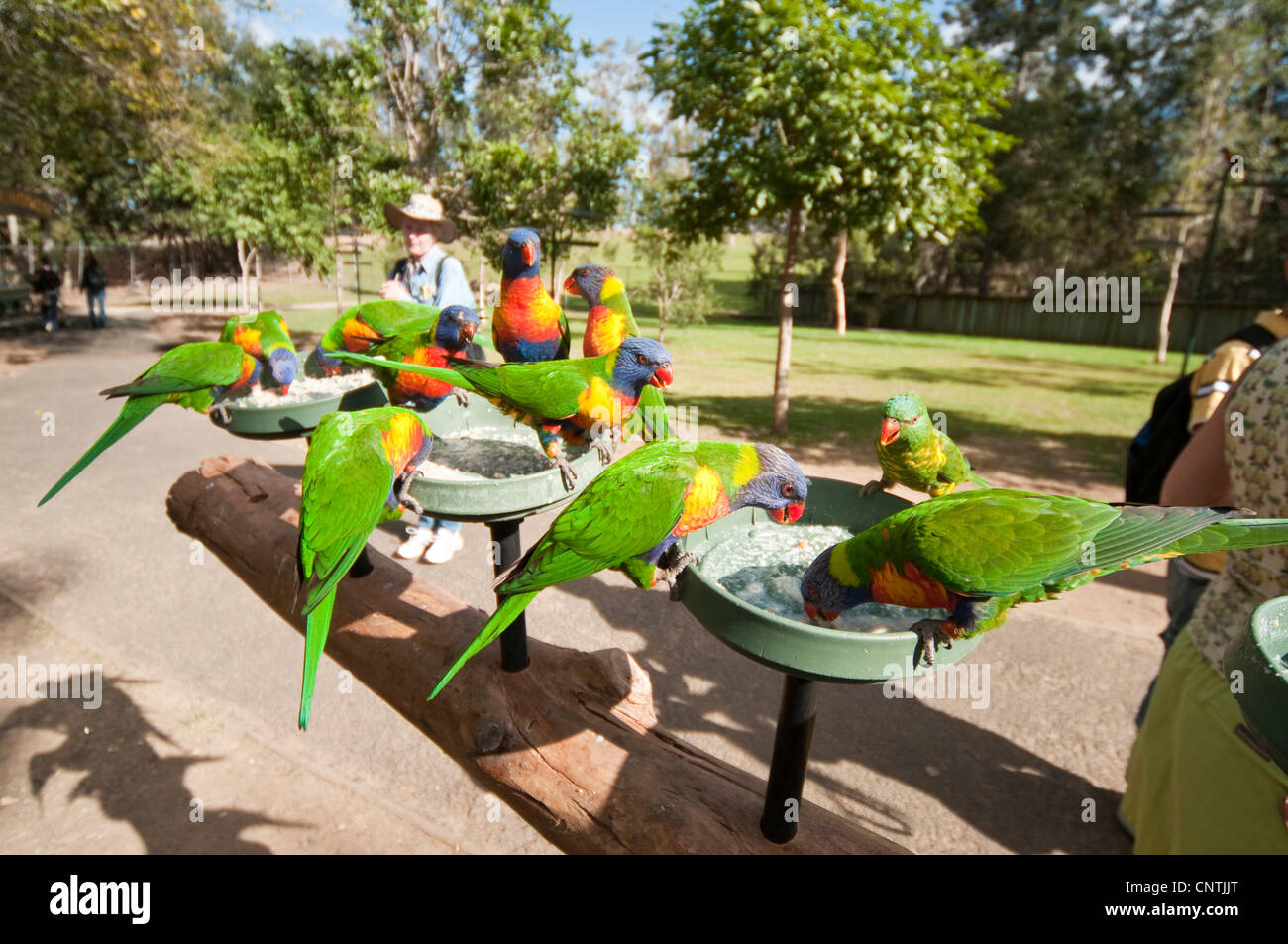 rainbow lory (Trichoglossus haematodus), lories feeding, Australia ...