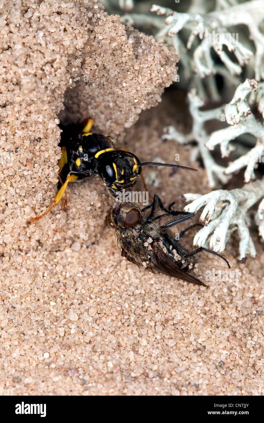 field digger wasp (Mellinus arvensis), carrying a caught fly into the ...