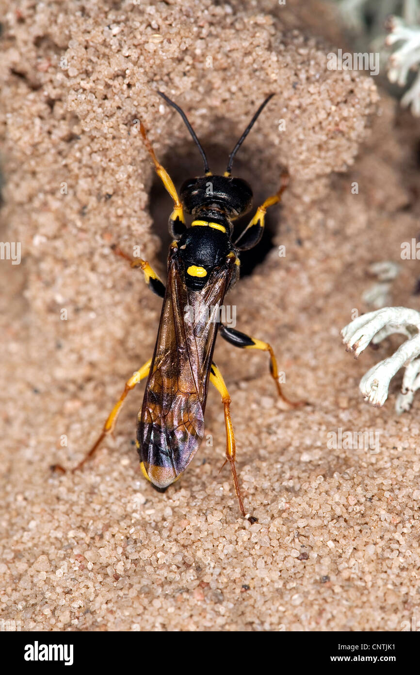 field digger wasp (Mellinus arvensis), at the entrance of the nest made ...