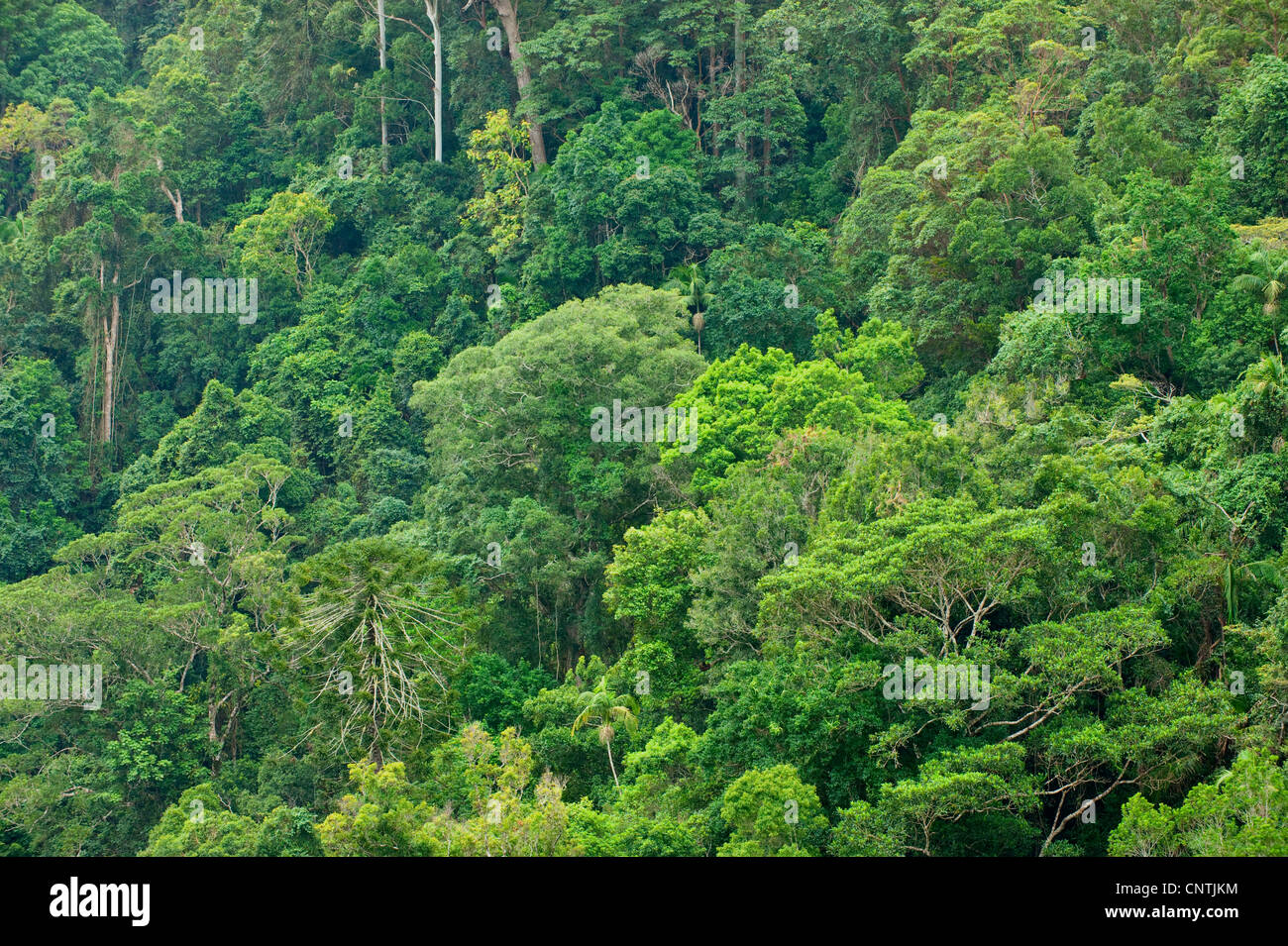 rain forest, Australia, Queensland, Kondalilla Nationalpark Stock Photo ...