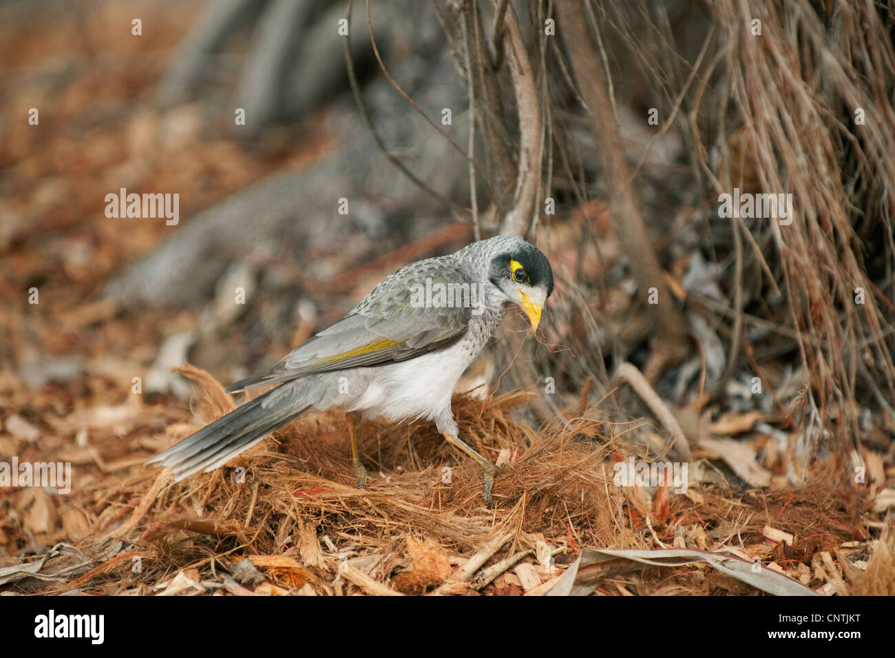Miner birds hi-res stock photography and images - Alamy