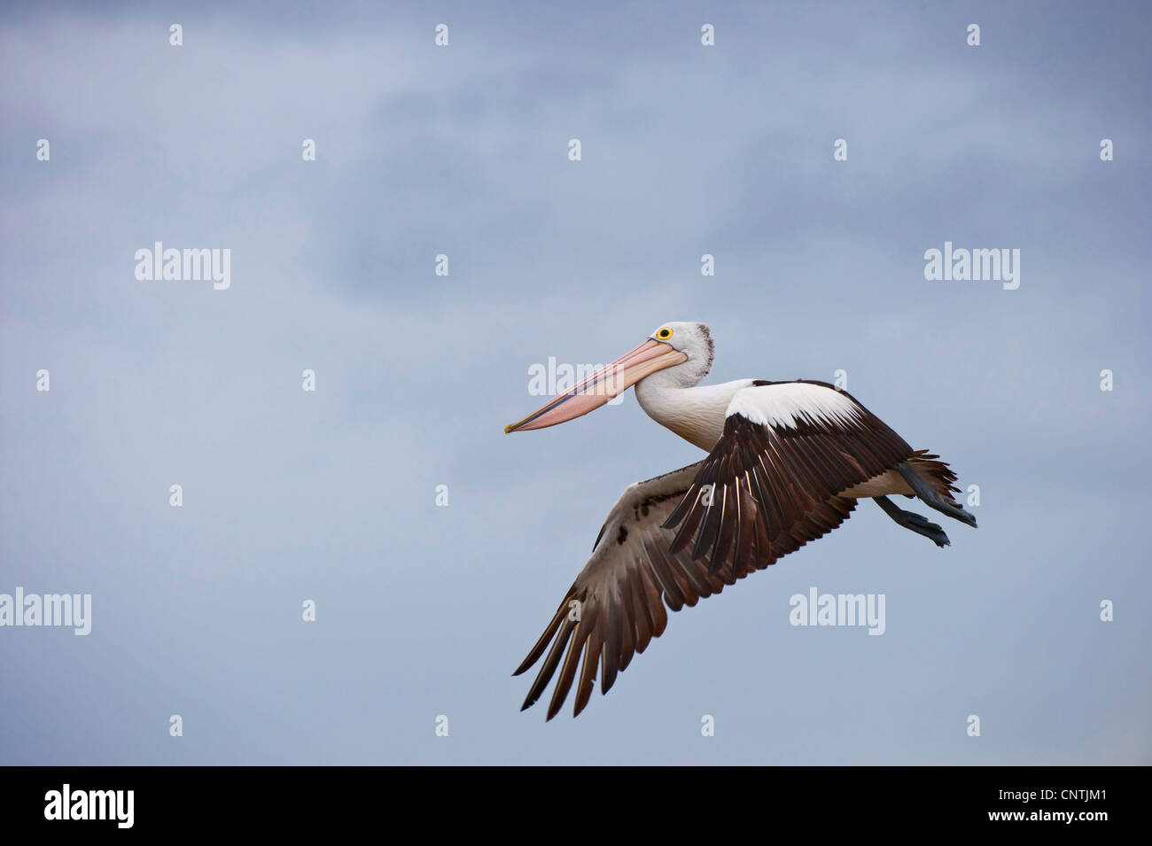Australian pelican (Pelecanus conspicillatus), flying, Australia ...