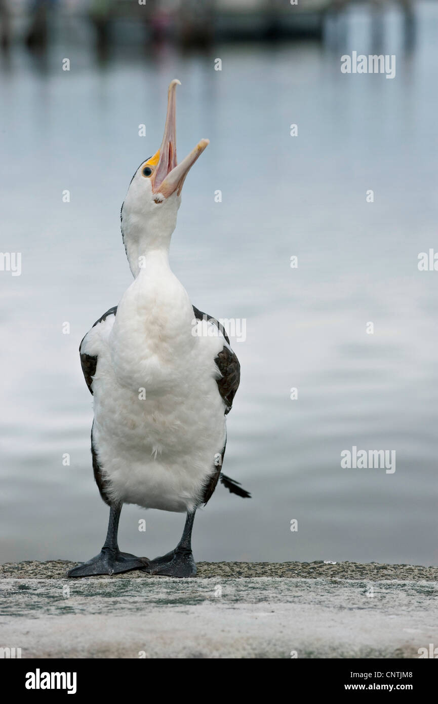 Shag bird australia hi-res stock photography and images - Alamy