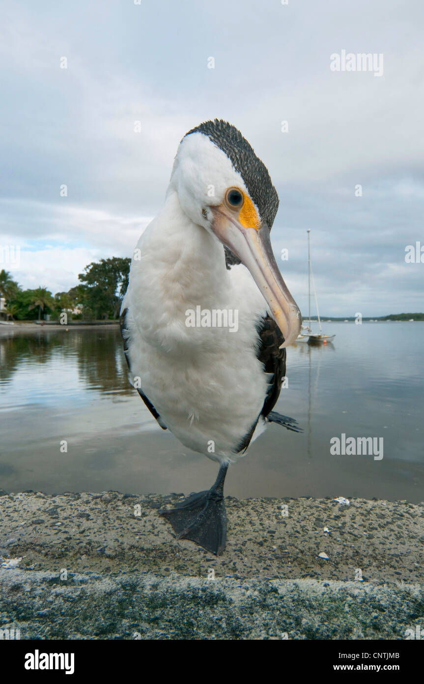 Australian shag hi-res stock photography and images - Alamy
