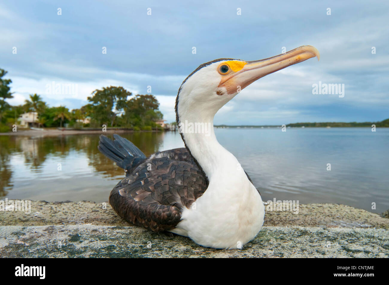 Pied Cormorant, Pied Shag (Phalacrocorax varius), lys on shire ...