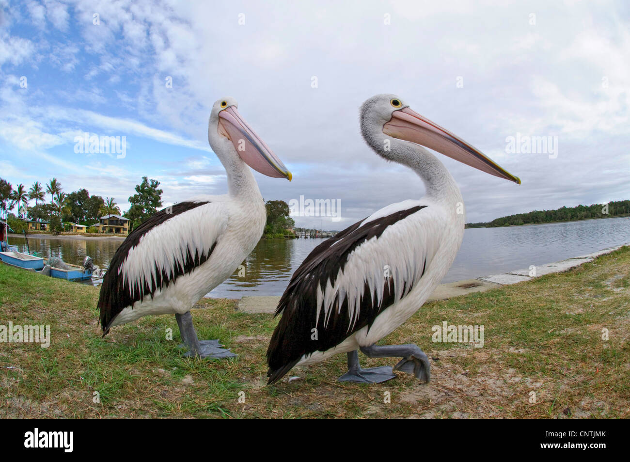 Australian pelican standing hi-res stock photography and images - Alamy