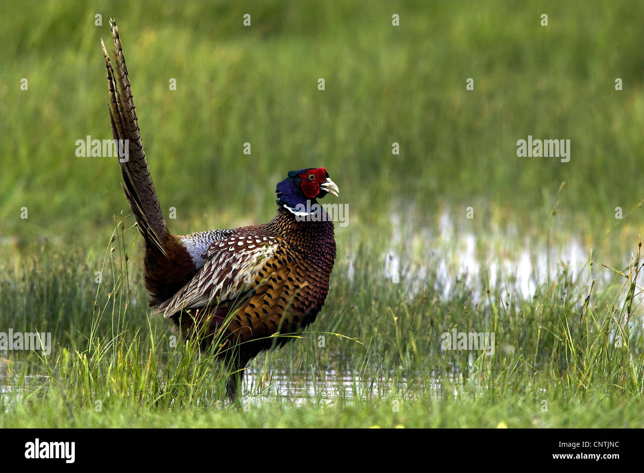 common pheasant, Caucasus Pheasant, Caucasian Pheasant (Phasianus ...
