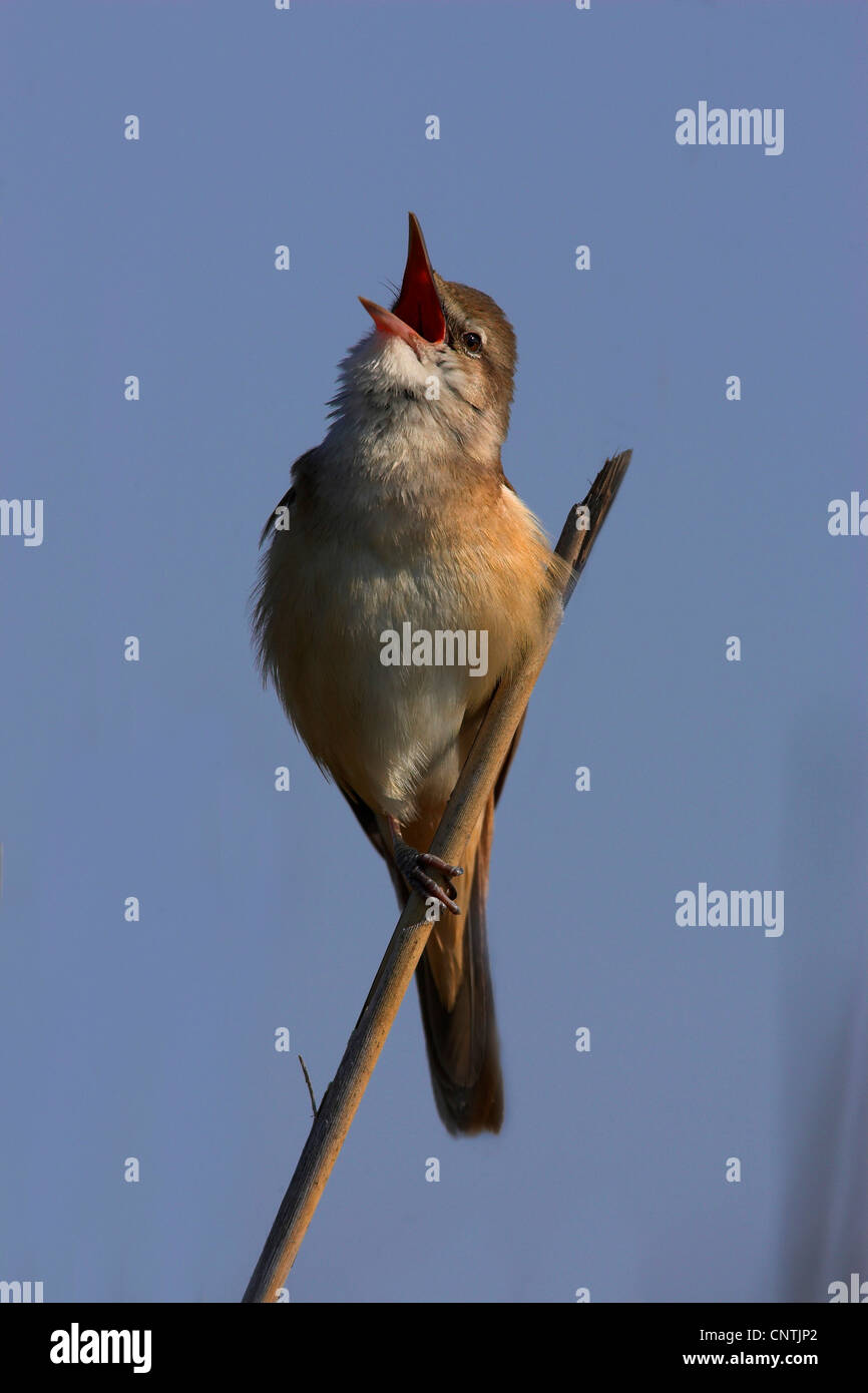great reed warbler (Acrocephalus arundinaceus), sitting on a twig ...