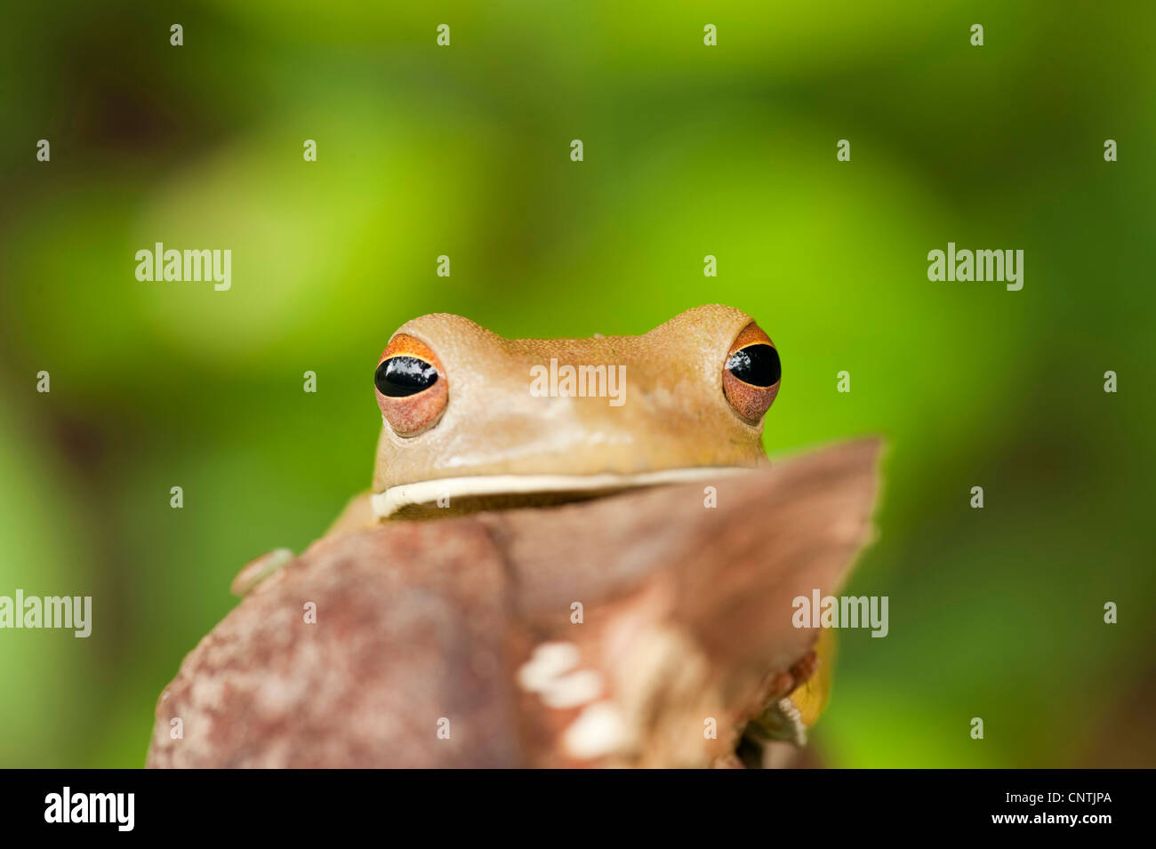 White-Lipped Tree Frog (Litoria infrafrenata), portrait, Australia ...