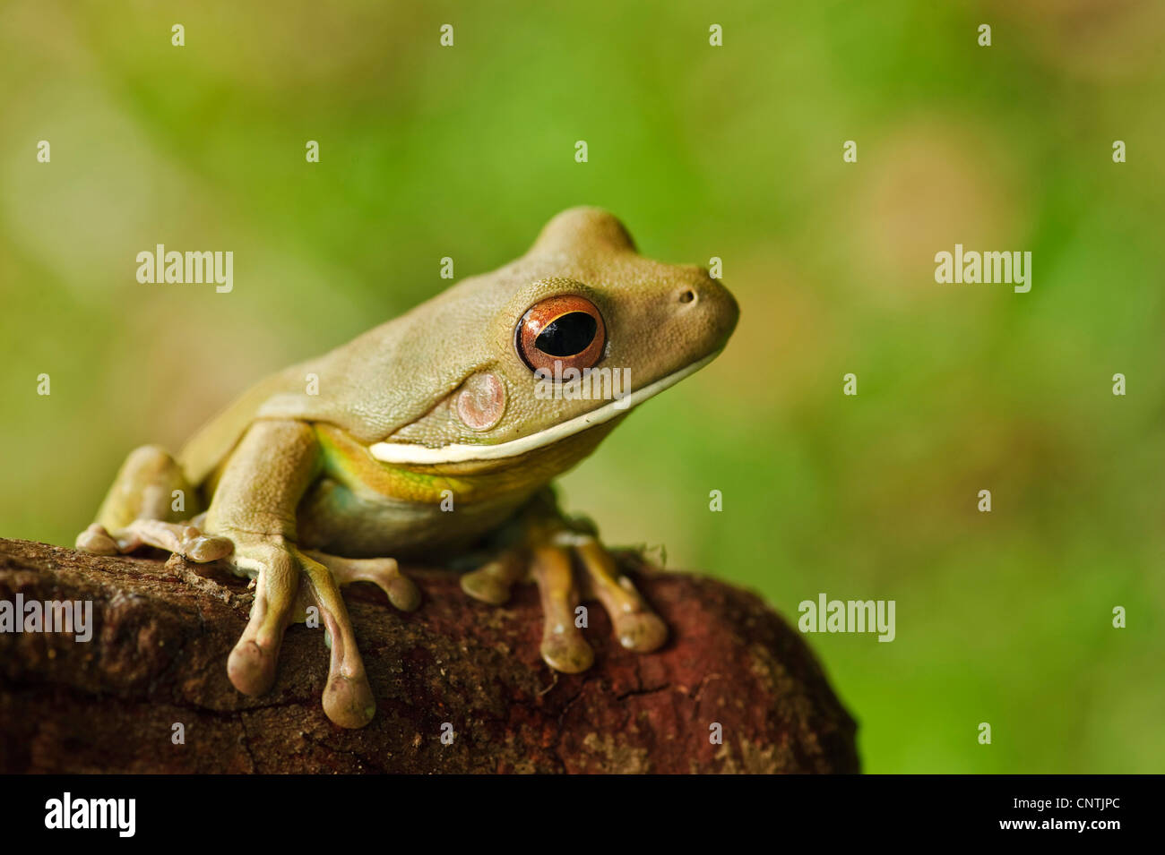 White-Lipped Tree Frog (Litoria infrafrenata), on branch, Australia ...