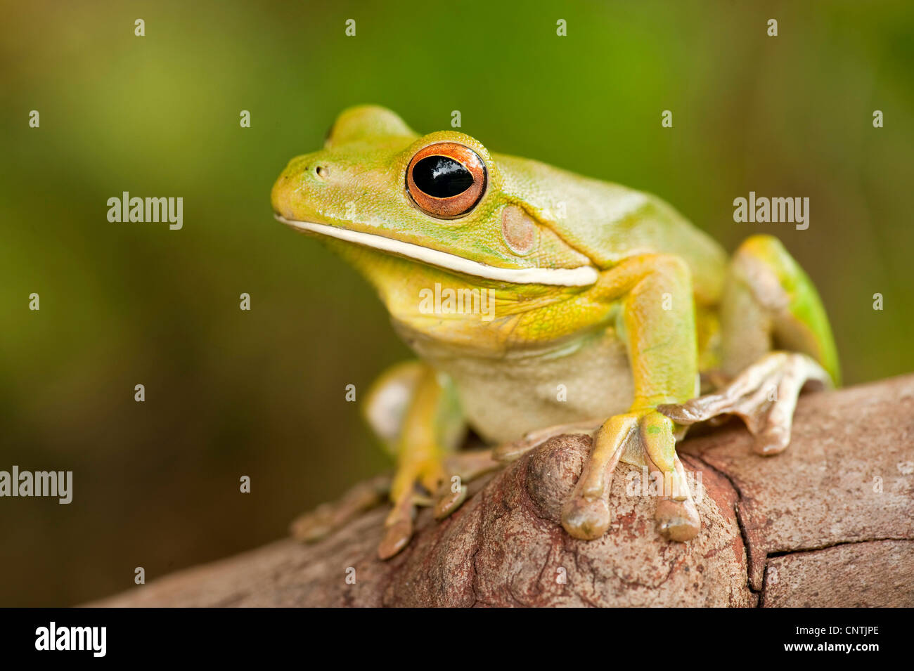 White-Lipped Tree Frog (Litoria infrafrenata), on branch, Australia ...
