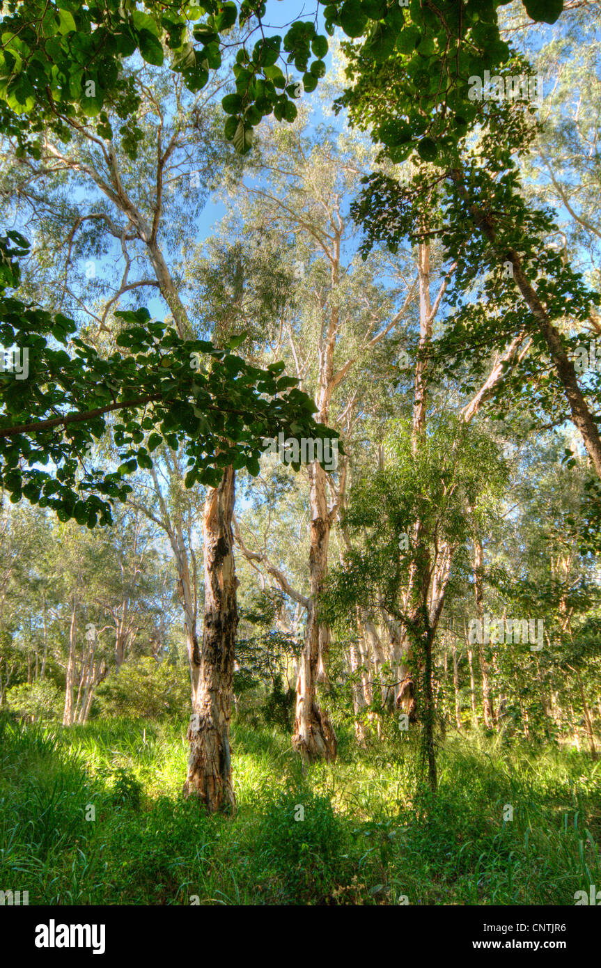 Eucalyptus tree queensland australia hi-res stock photography and ...
