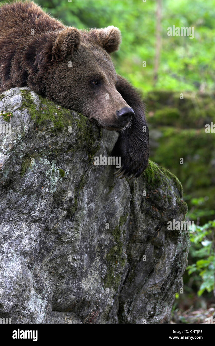 brown bear (Ursus arctos), lying on a rock on the belly, Germany Stock ...