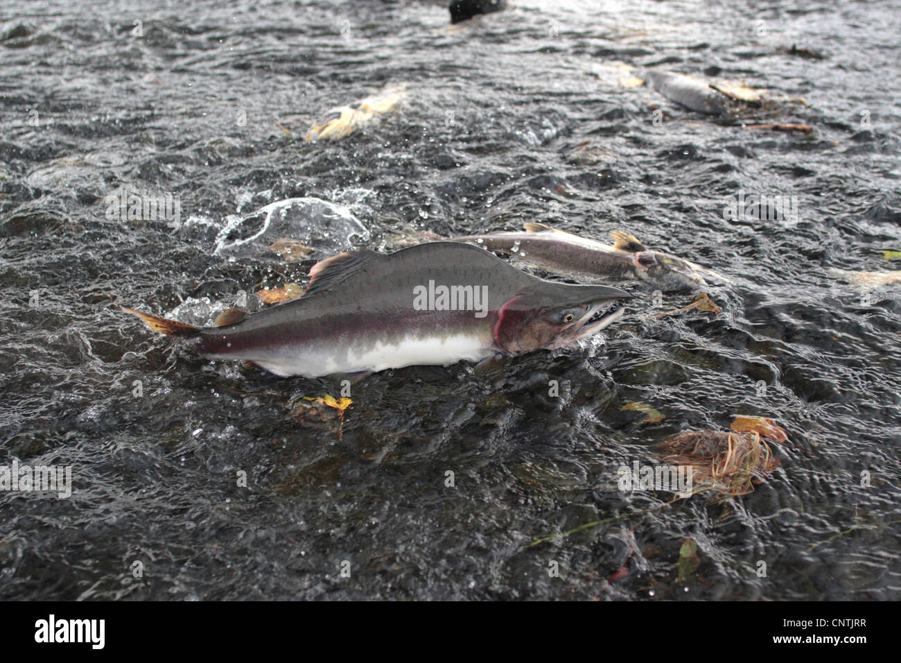 pink salmon (Oncorhynchus gorbuscha), milter on migratory in shallow ...