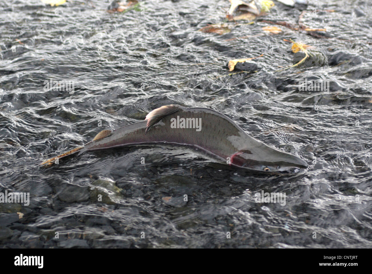 pink salmon (Oncorhynchus gorbuscha), milter on migratory in shallow ...