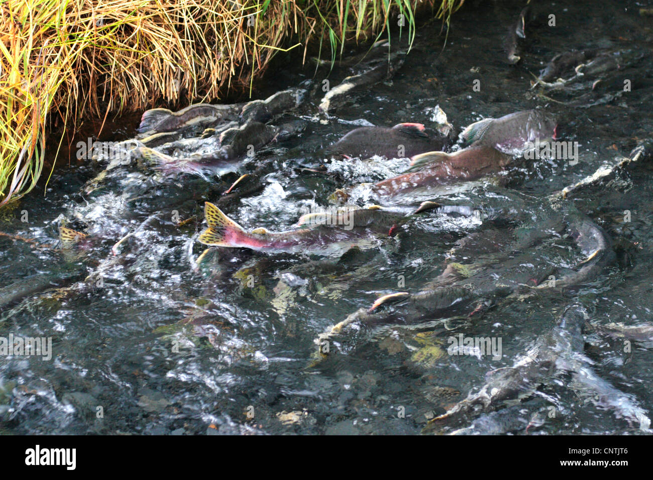 pink salmon (Oncorhynchus gorbuscha), spawning in shallow water, USA ...