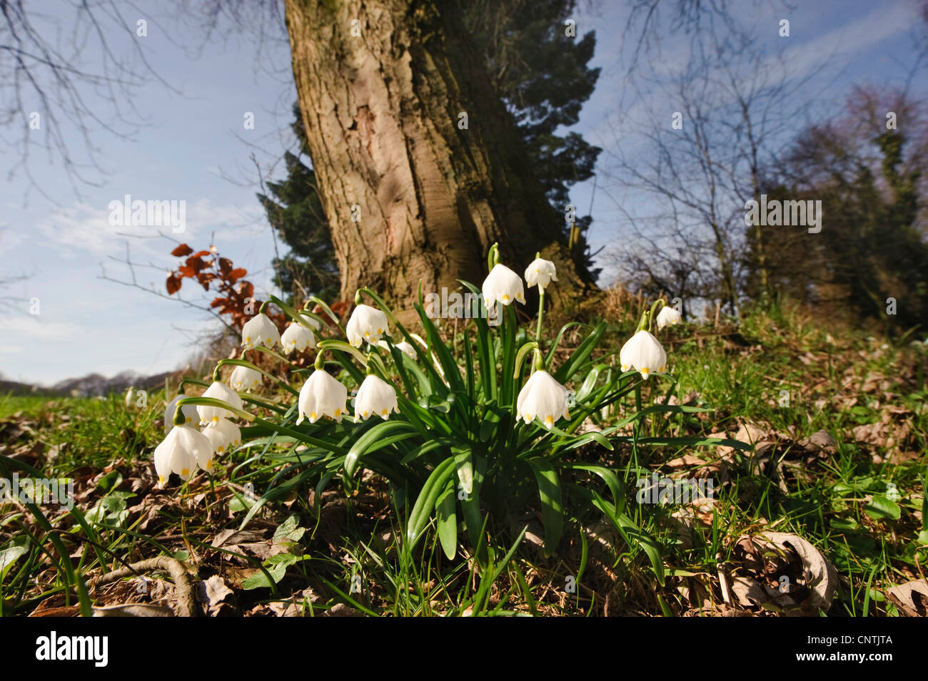 Bulbous tree trunks hi-res stock photography and images - Alamy