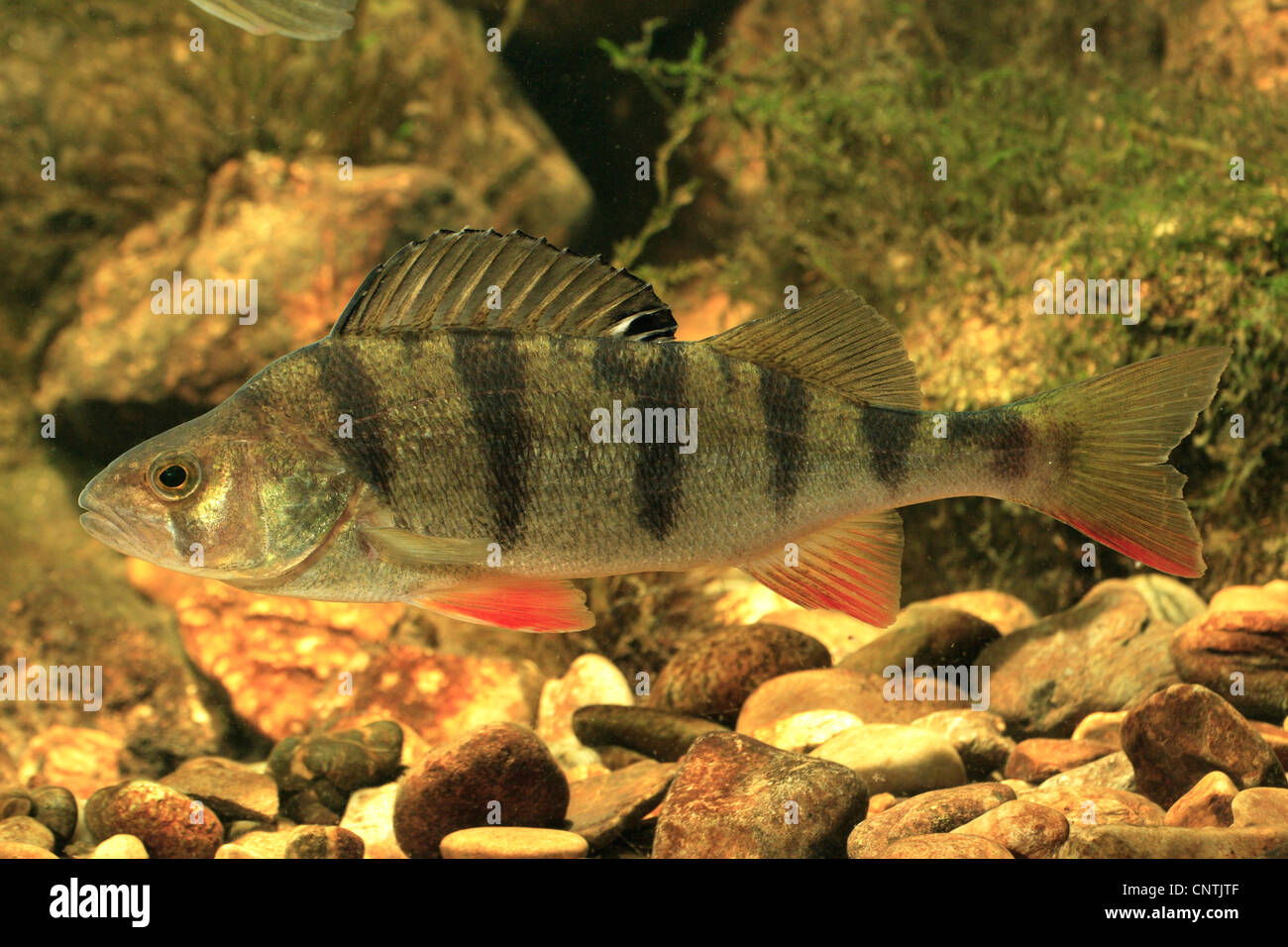 perch, European perch, redfin perch (Perca fluviatilis), six striped ...