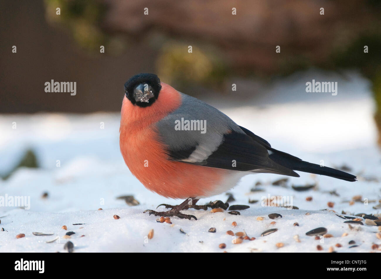 Bullfinches feed hi-res stock photography and images - Alamy
